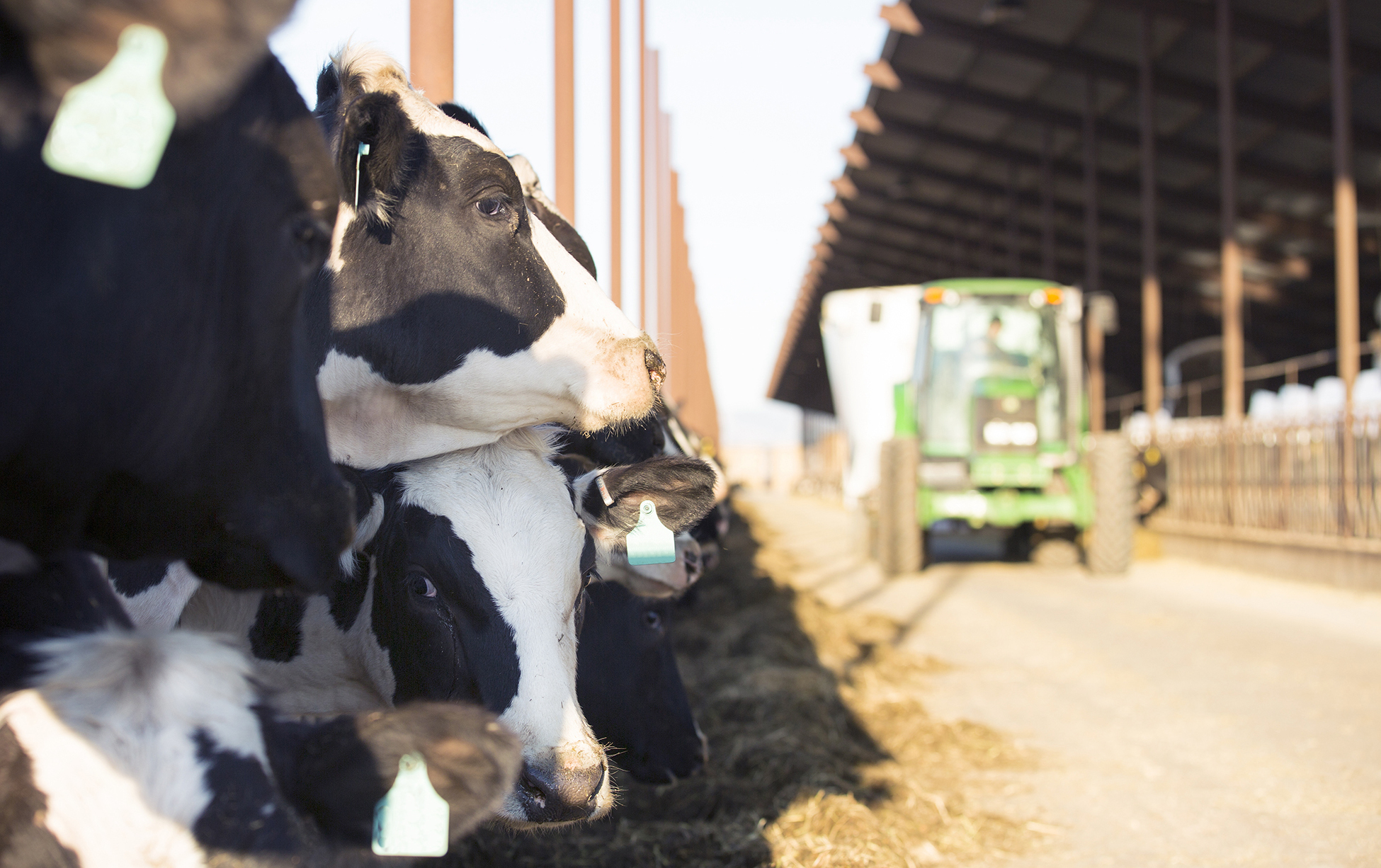 Nutcher Milk - Farm To Shelf