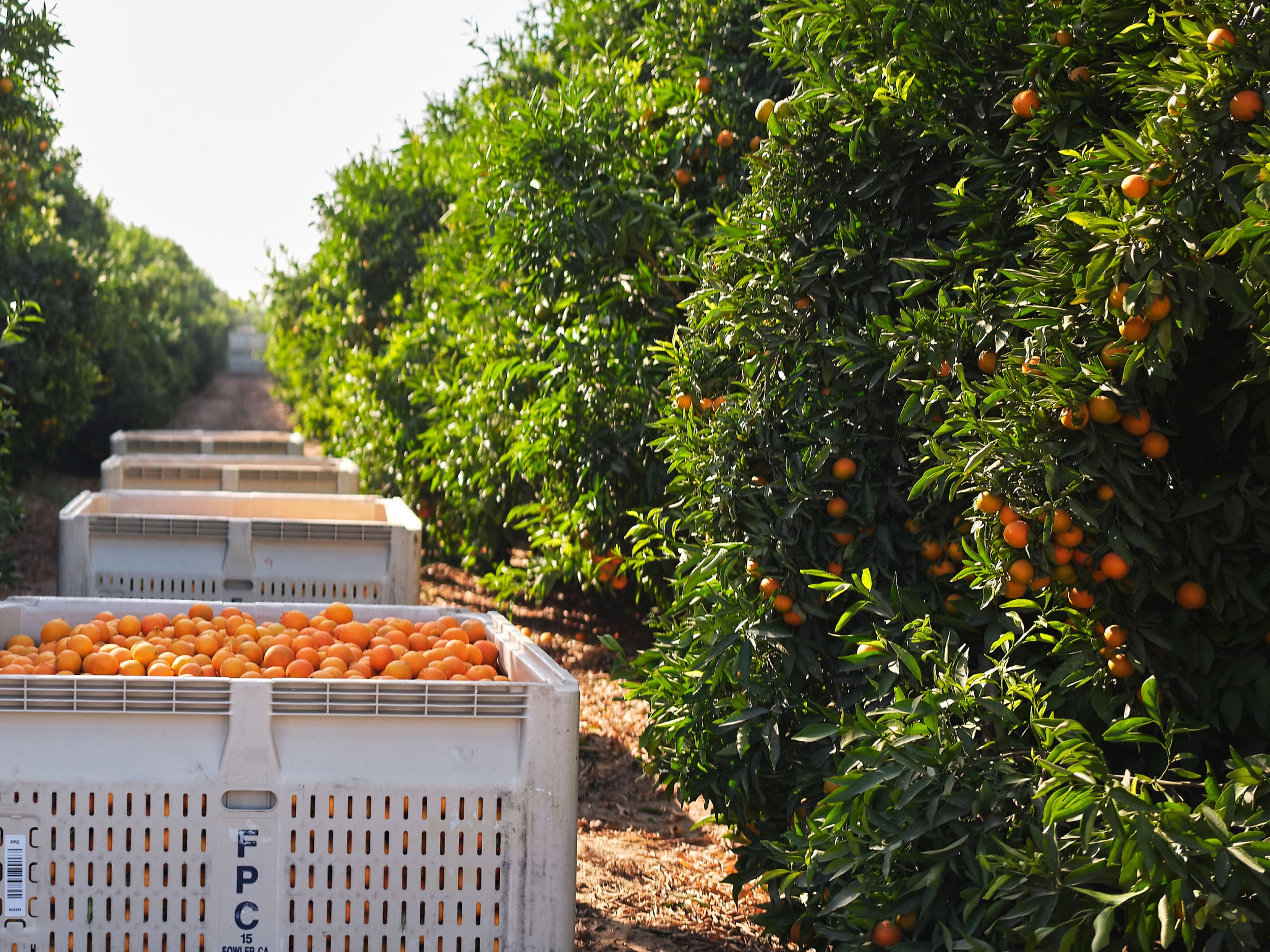 Home - Farm To Shelf